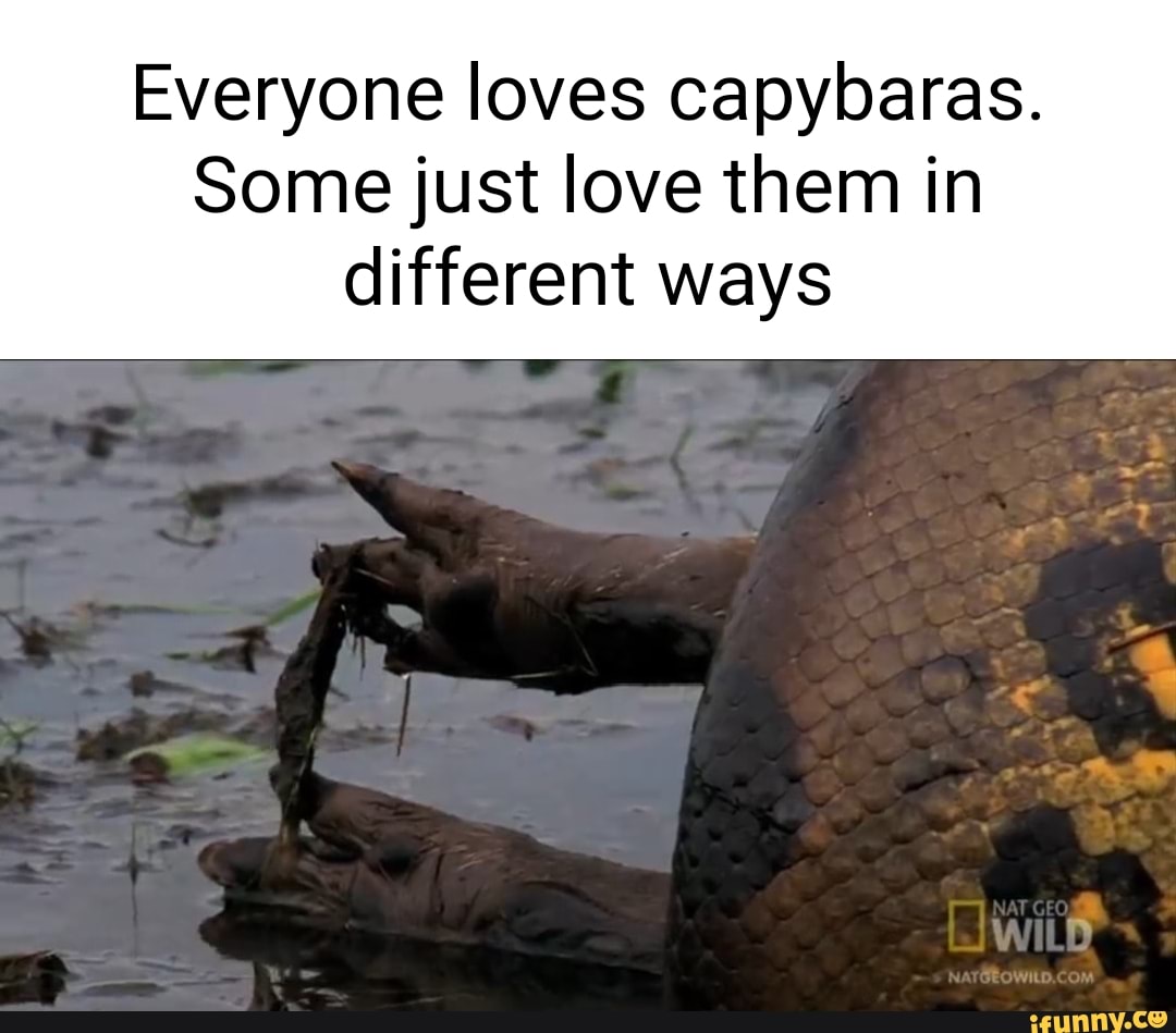 Everyone loves capybaras. Some just love them in different ways - iFunny