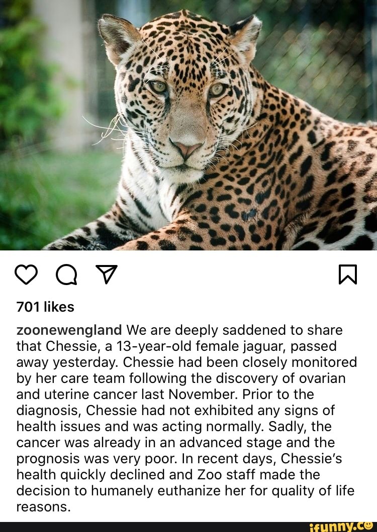 Chessie memes. Best Collection of funny Chessie pictures on iFunny