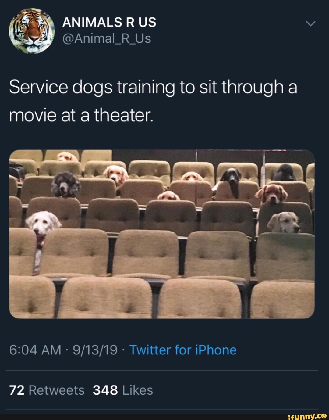 Service dogs training to sit through a movie at a theater. 6204 AM - 9 ...
