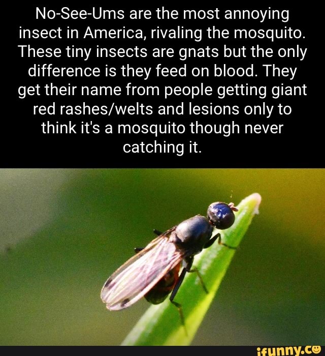 Gnats memes. Best Collection of funny Gnats pictures on iFunny