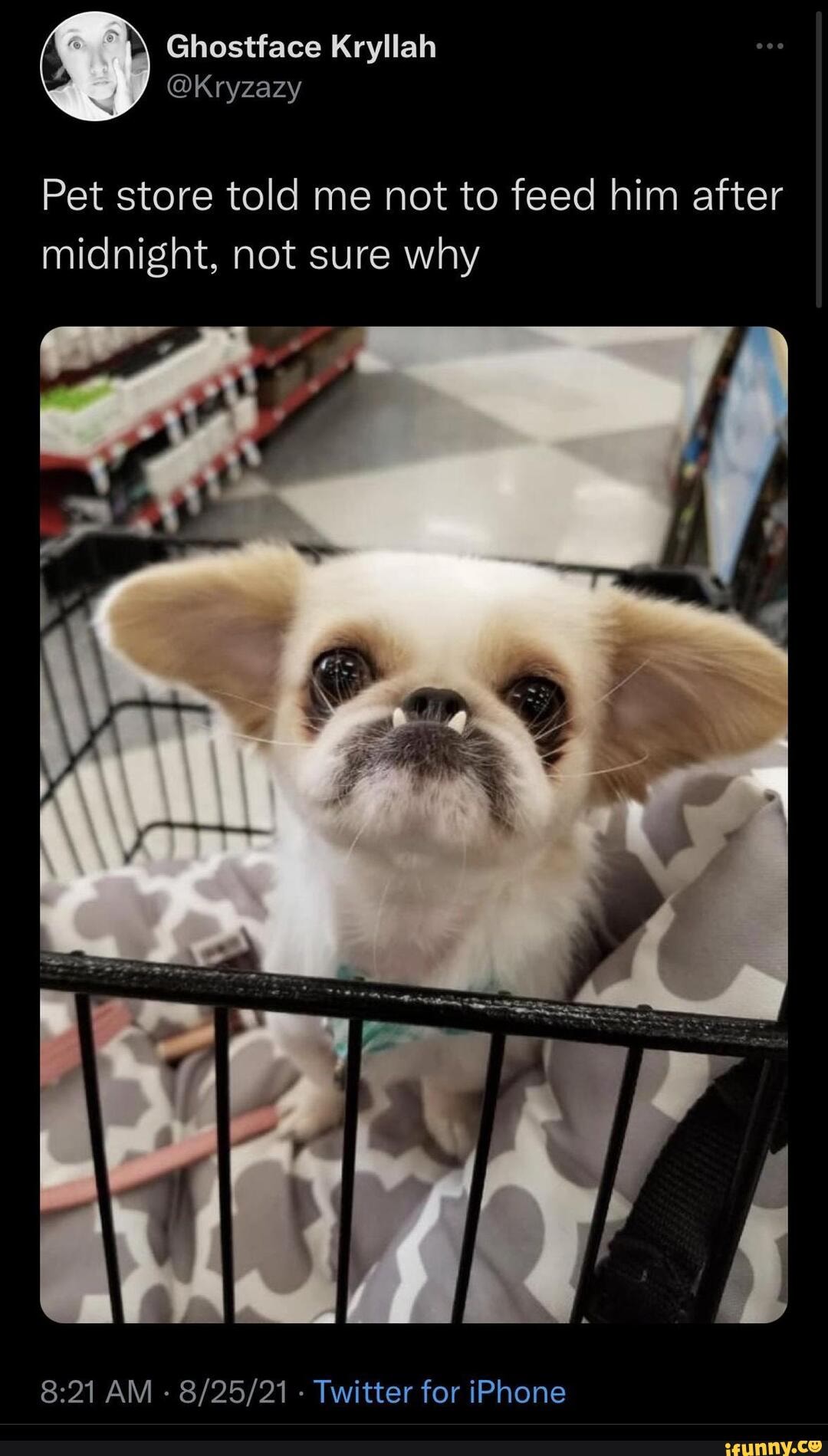 A few more memes with animals for you to enjoy - Ghostface Kryllah Pet ...