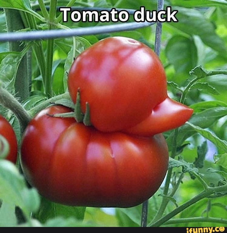 Tomato duck - iFunny