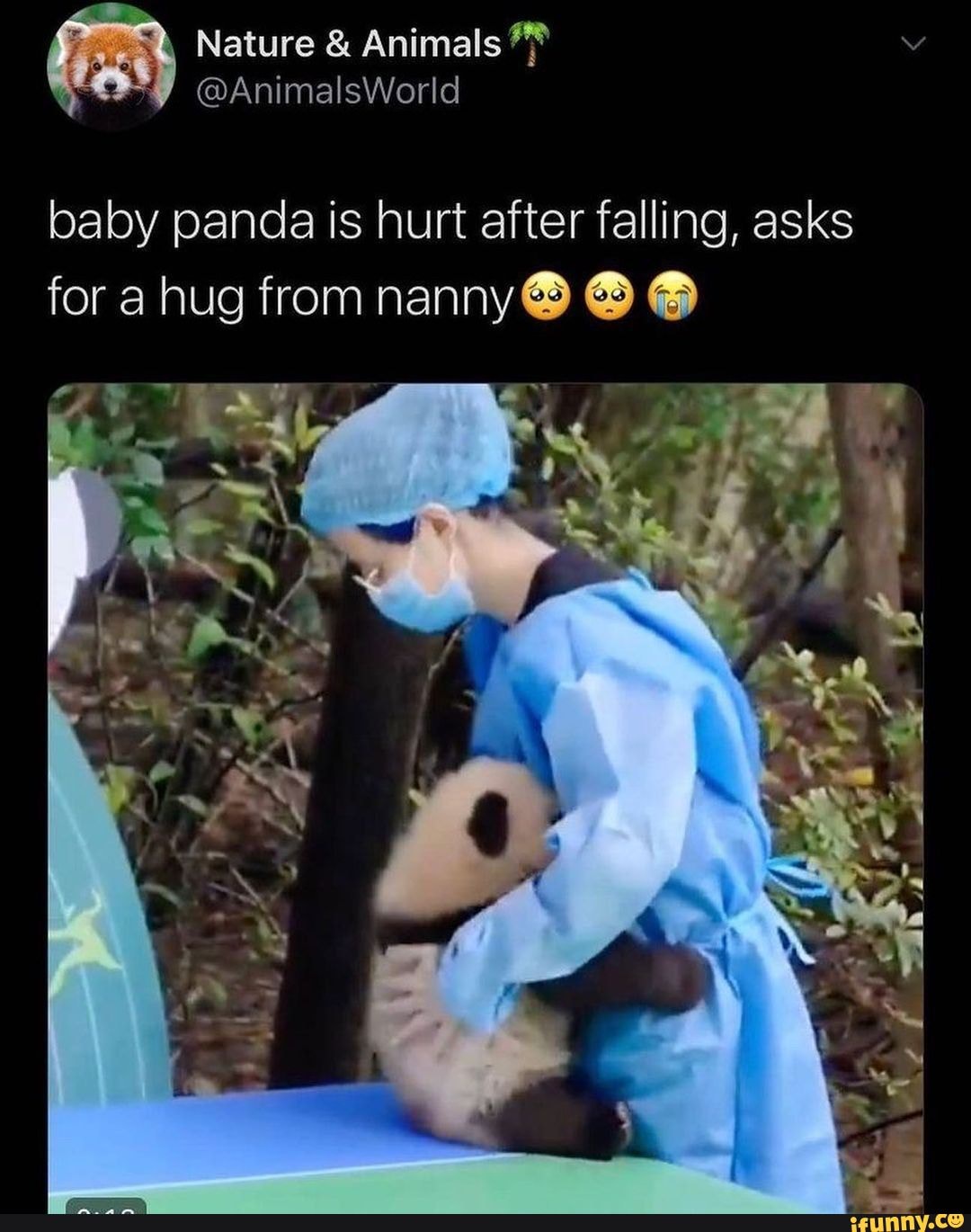 Nature Animals @AnimalsWorld baby panda is hurt after falling, asks for ...