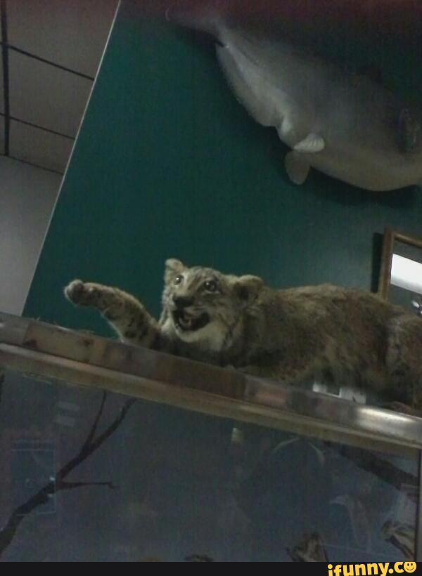 Rarrrr memes. Best Collection of funny Rarrrr pictures on iFunny