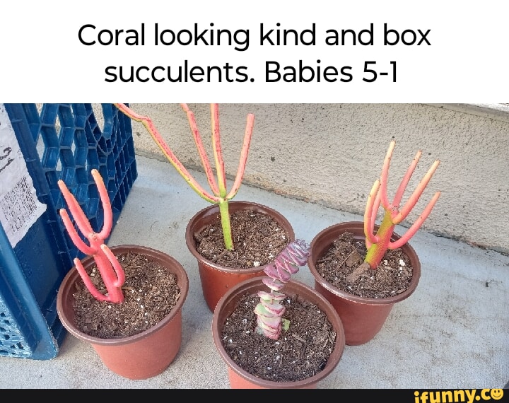 Succulents memes. Best Collection of funny Succulents pictures on iFunny