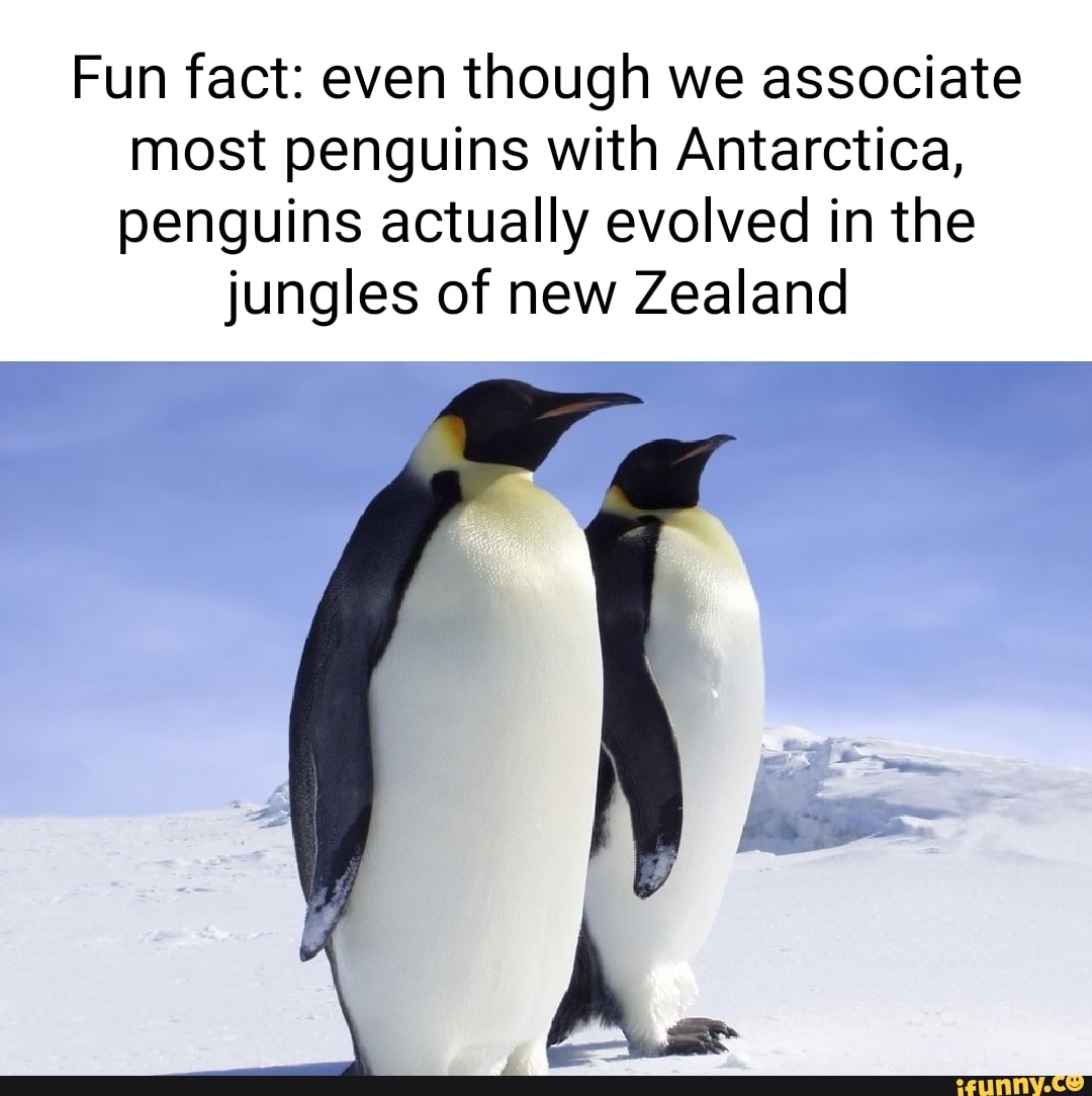 Penguins Animal Facts Penguin Facts Wtf Fun Facts