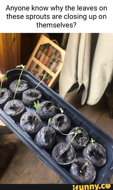 Sprouts memes. Best Collection of funny Sprouts pictures on iFunny