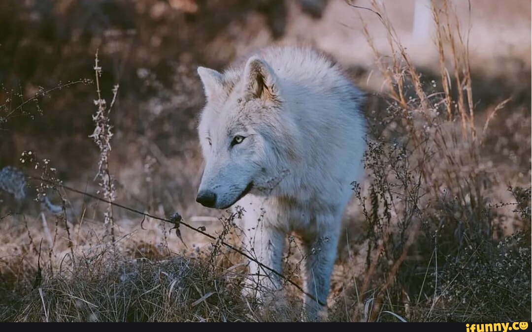 Wolves memes. Best Collection of funny Wolves pictures on iFunny