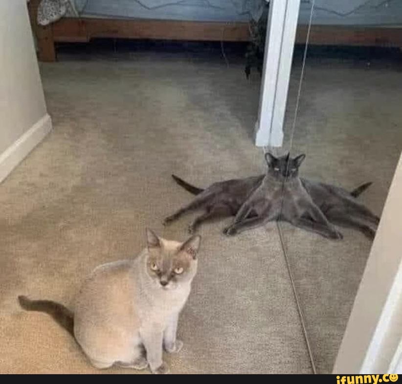 Catopus memes. Best Collection of funny Catopus pictures on iFunny