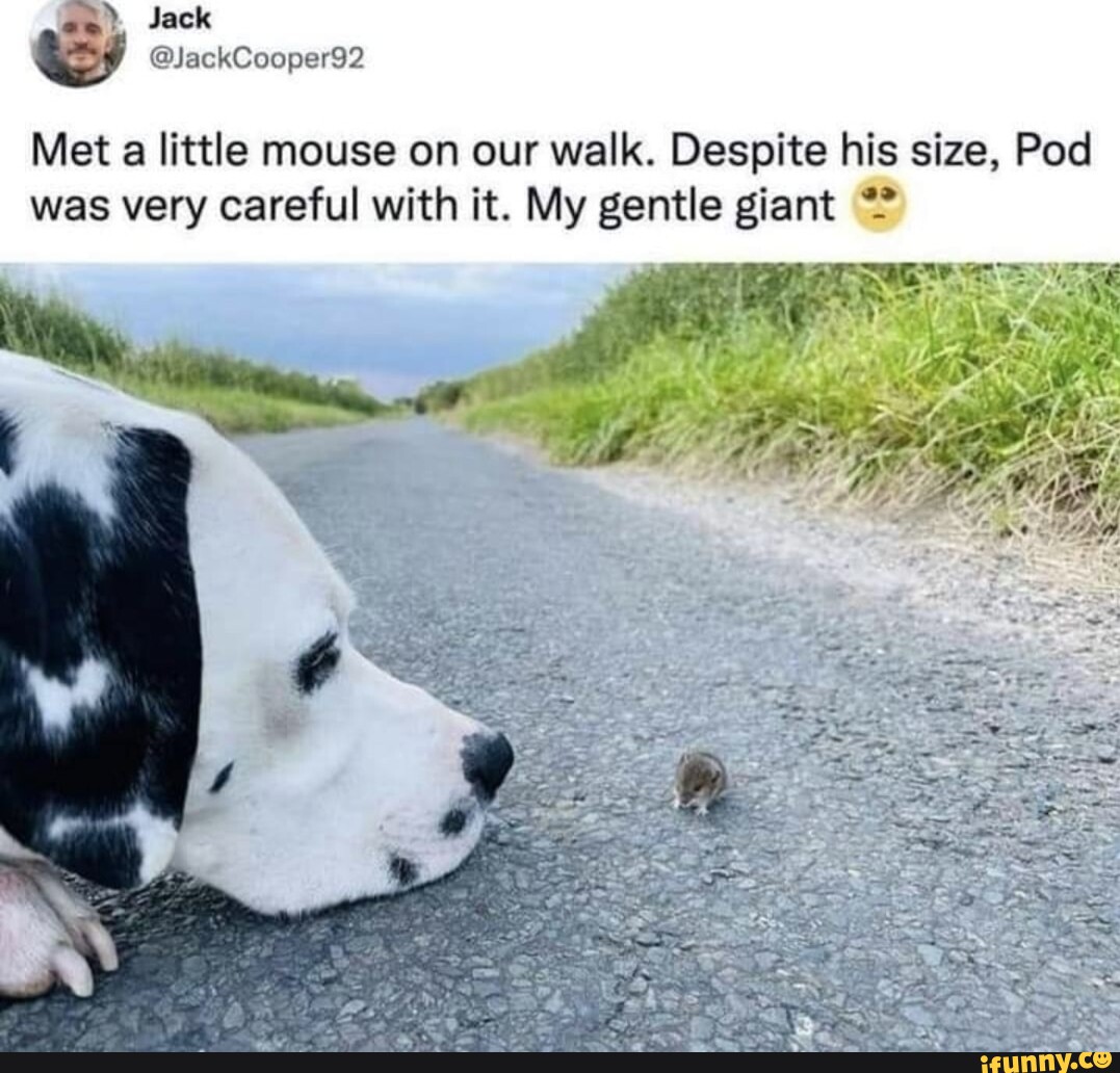 Jack Met a little mouse on our walk. Despite his size, Pod was very ...