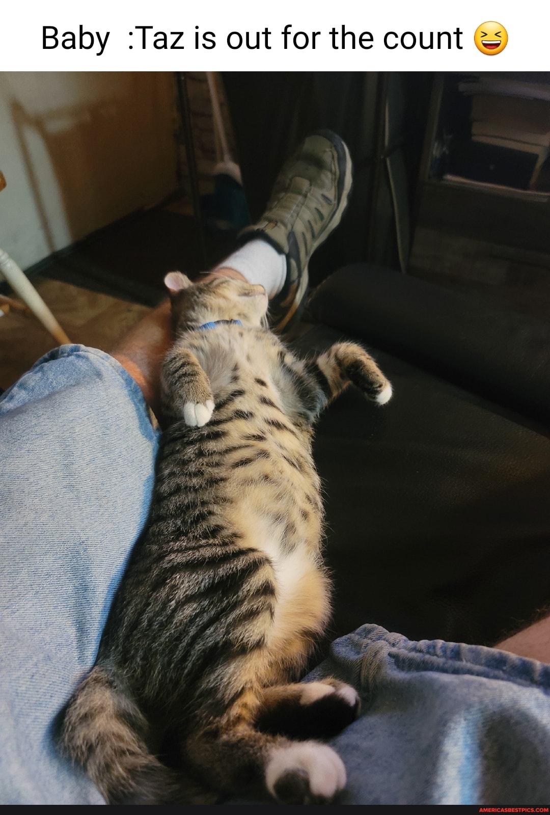 Baby :Taz is out for the count - America’s best pics and videos