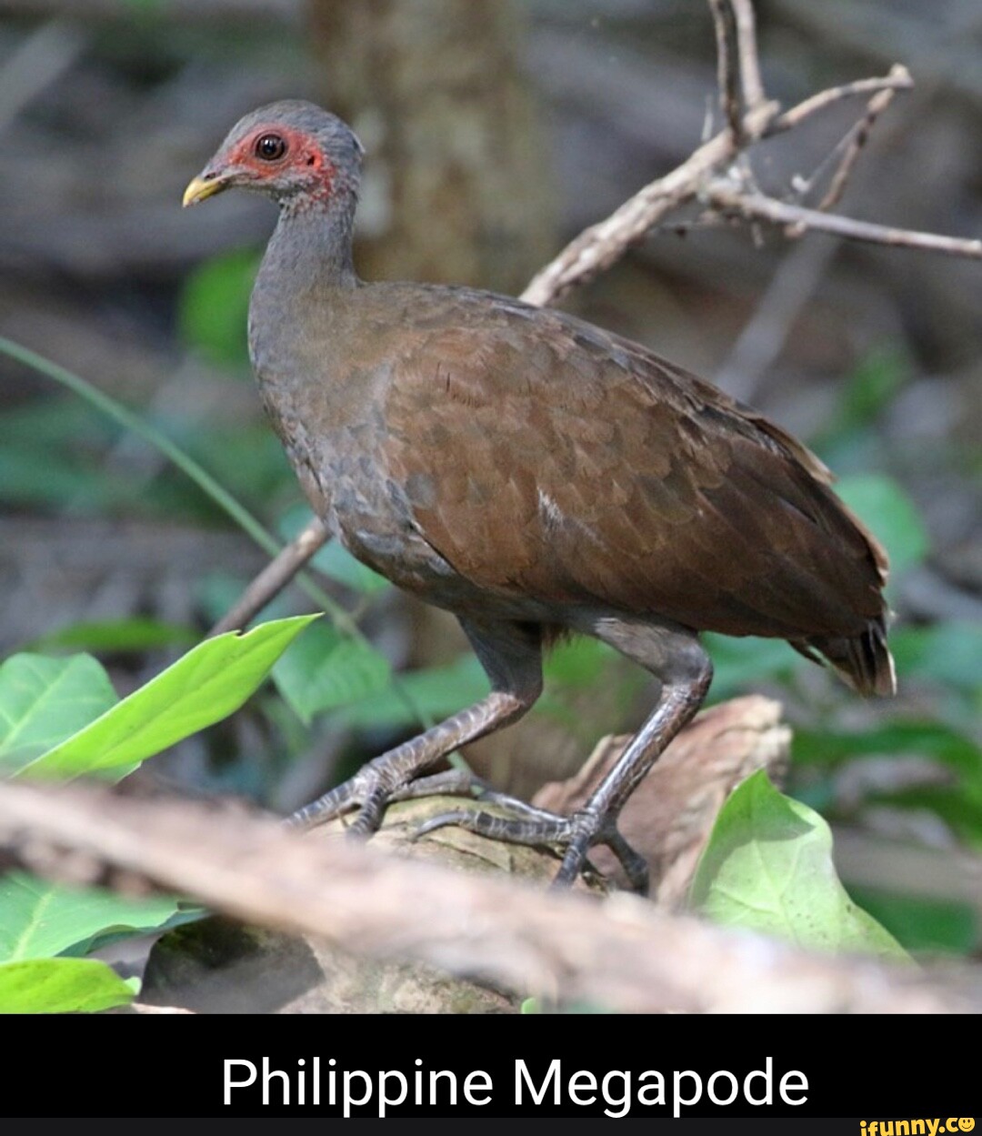 Megapodes memes. Best Collection of funny Megapodes pictures on iFunny
