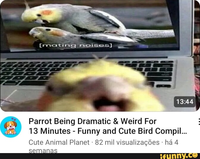 SS Parrot Being Dramatic & Weird For 13 Minutes - Funny and Cute Bird ...