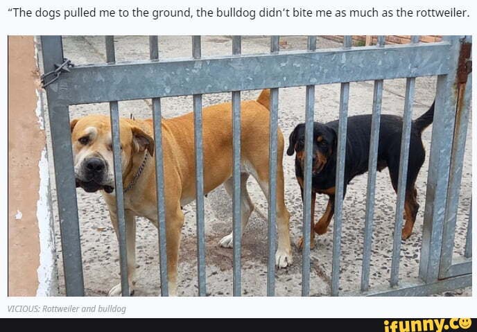 English_foxhound memes. Best Collection of funny English_foxhound ...