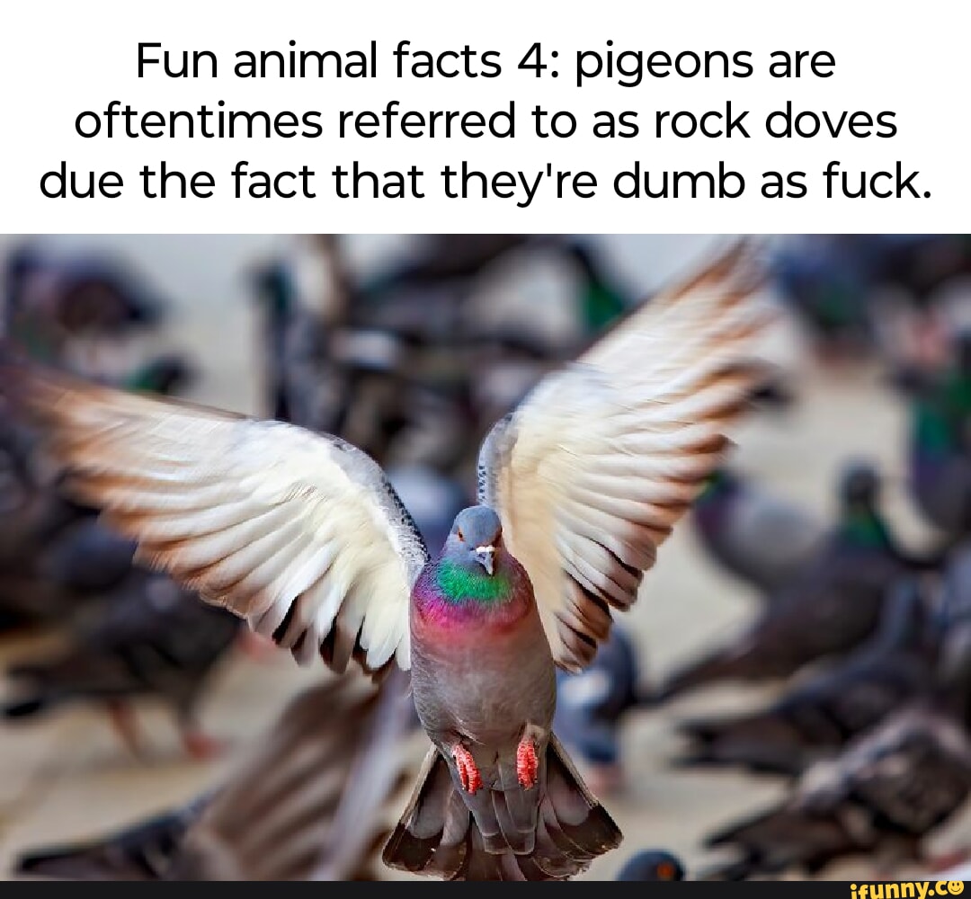 Pigeons memes. Best Collection of funny Pigeons pictures on iFunny
