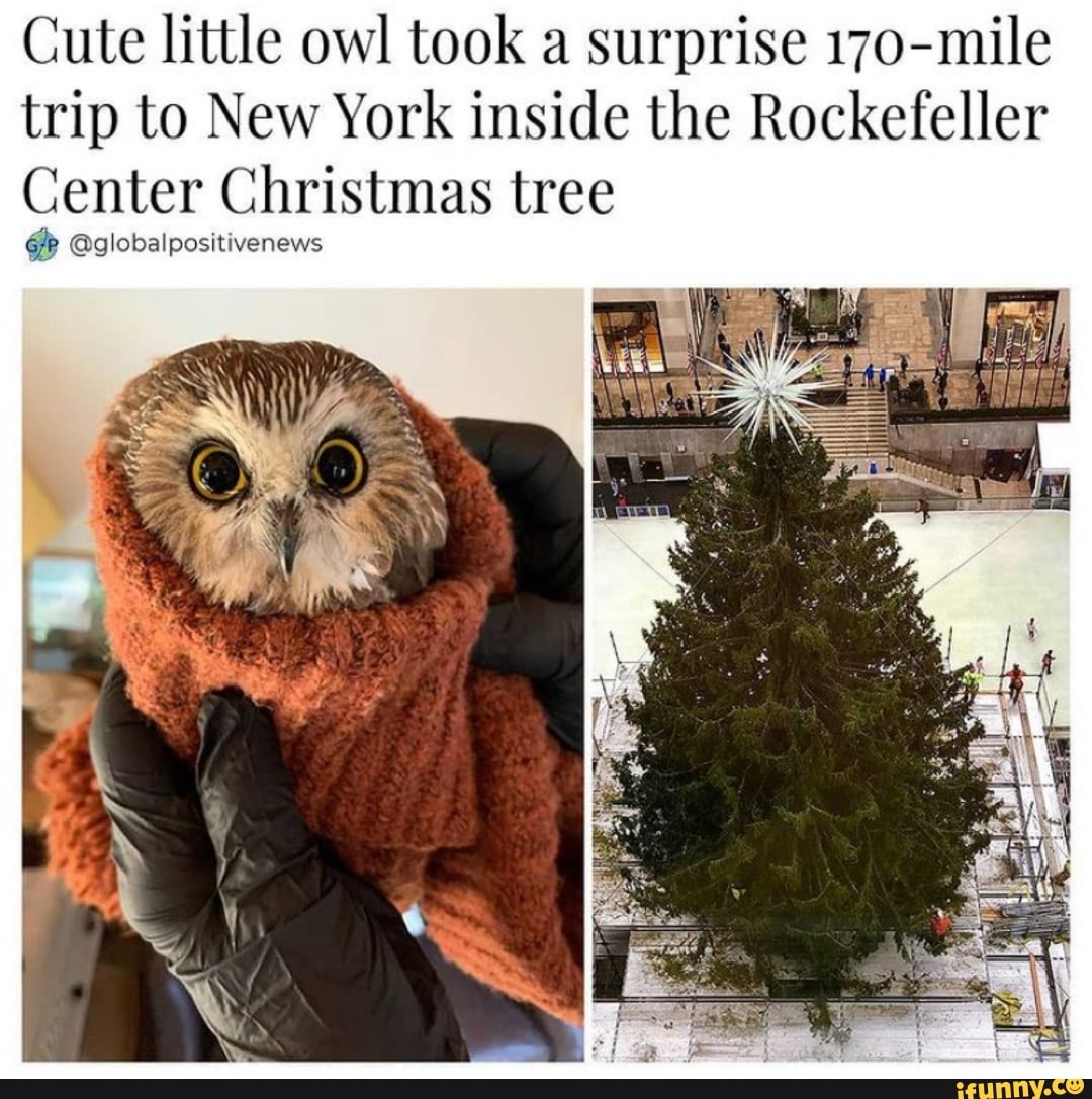 Cute little owl took a surprise 170-mile trip to New York inside the ...