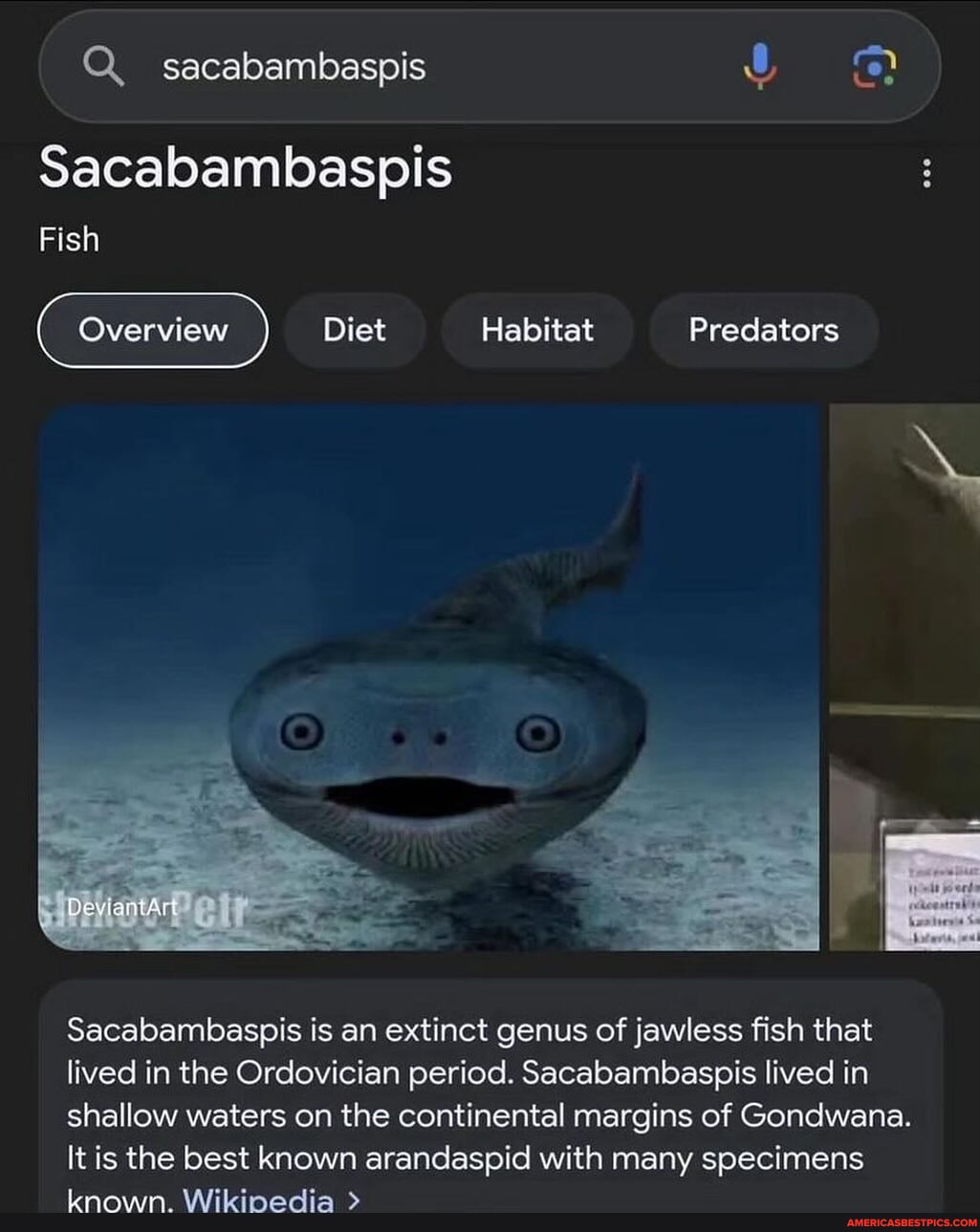 N/A - Q. sacabambaspis Sacabambaspis Fish Diet Habitat Predators ...