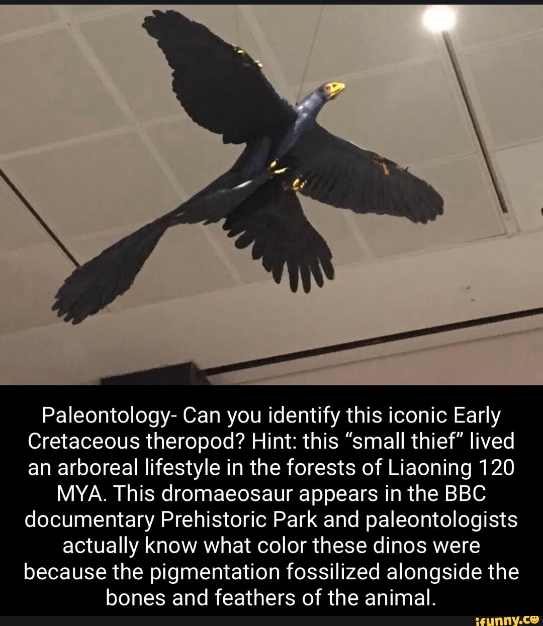 Paleontology- Can you identify this iconic Early Cretaceous theropod ...