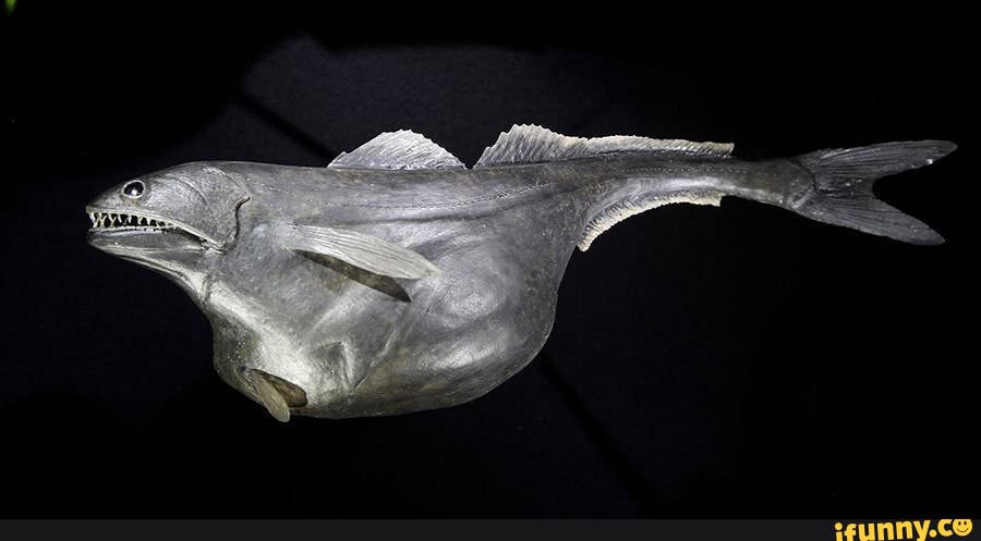 Chiasmodon memes. Best Collection of funny Chiasmodon pictures on iFunny