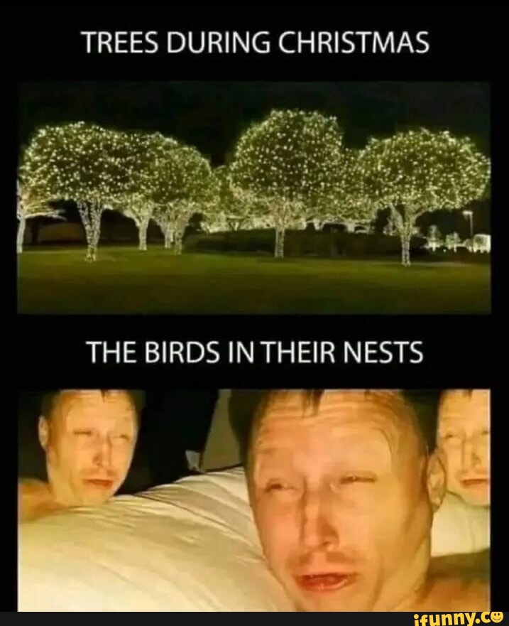 TREES DURING CHRISTMAS THE BIRDS IN THEIR NESTS - iFunny
