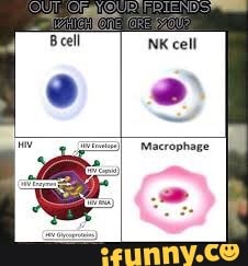 Macrophage memes. Best Collection of funny Macrophage pictures on iFunny