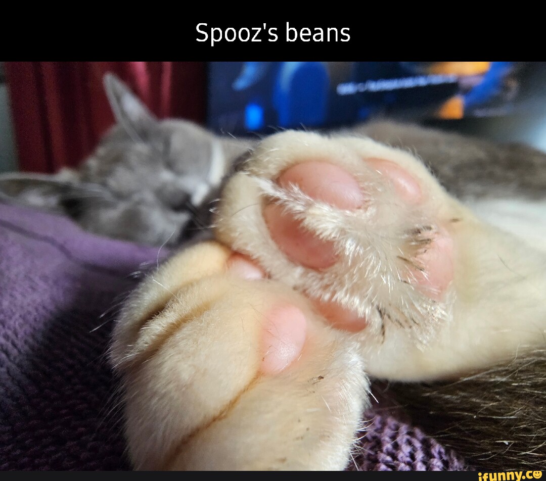 Spooz's beans - iFunny