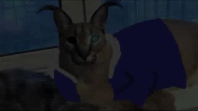 Floppa vs bingus nuff said - )