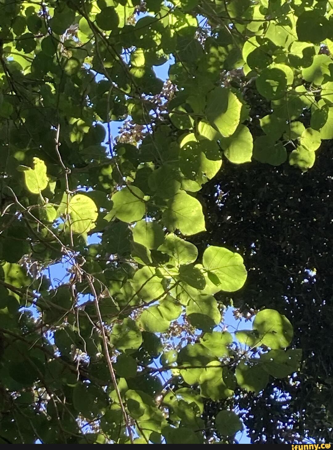 A very large rainforest tree in Queensland, Australia that I saw on a ...