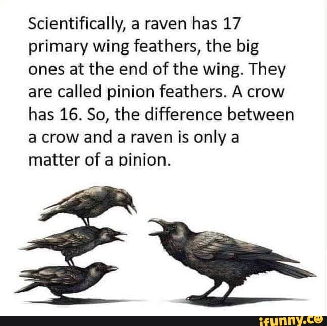 Scientifically, a raven has 17 primary wing feathers, the big ones at ...