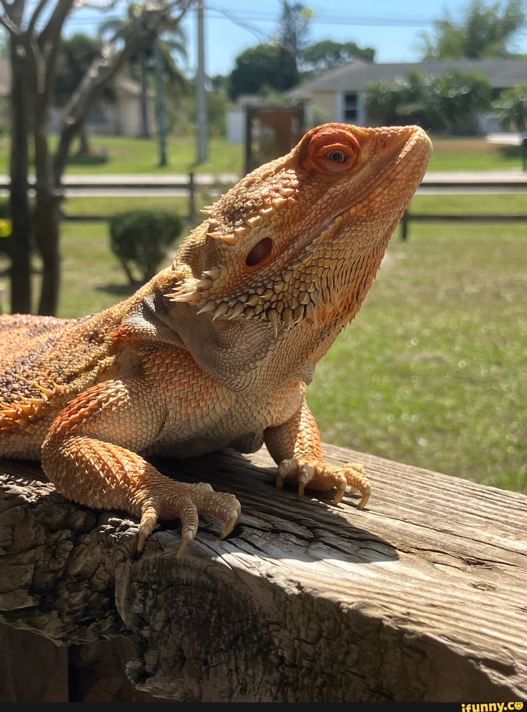 Lizard memes. Best Collection of funny Lizard pictures on iFunny