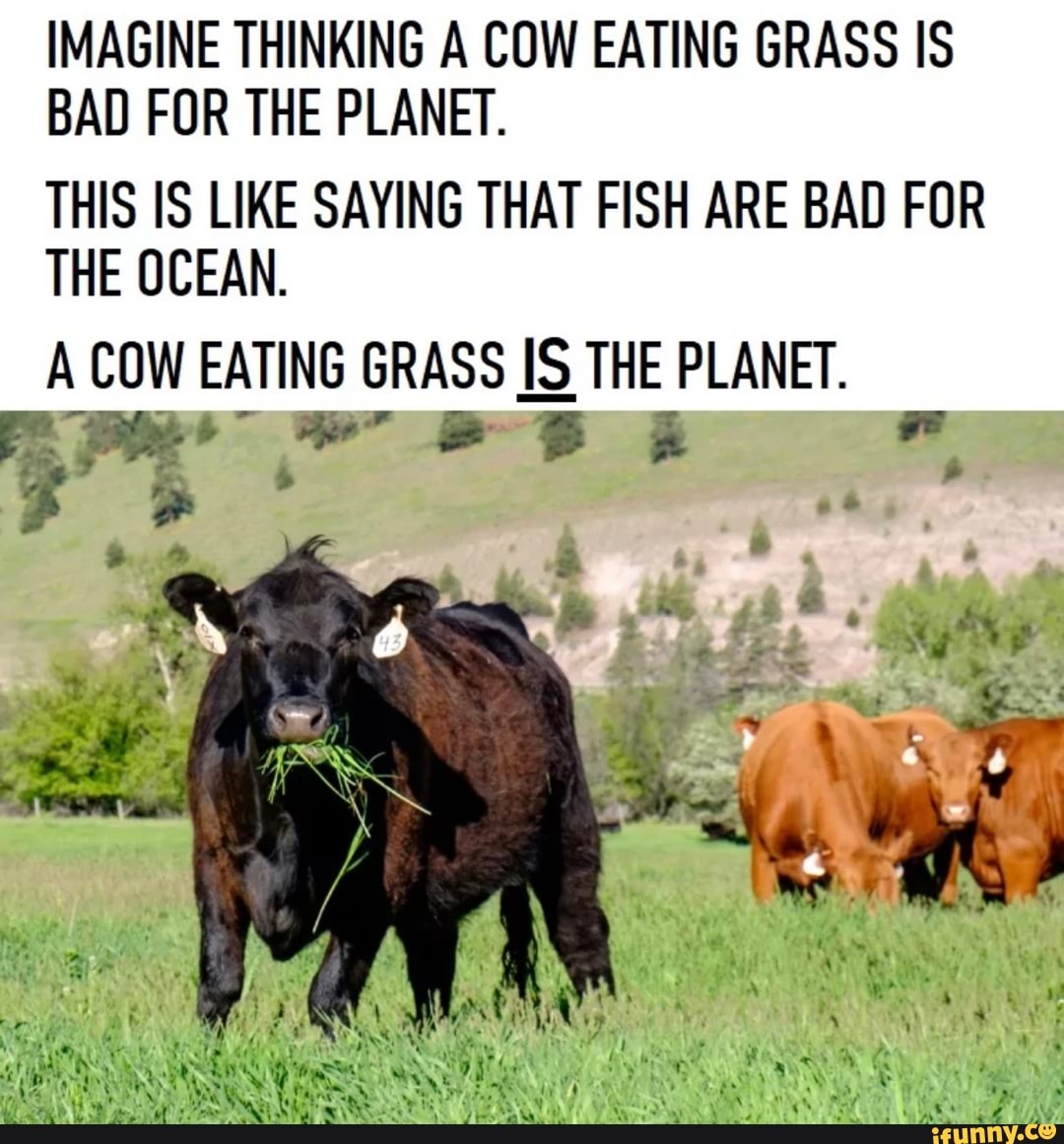 IMAGINE THINKING A COW EATING GRASS IS BAD FOR THE PLANET. THIS IS LIKE ...