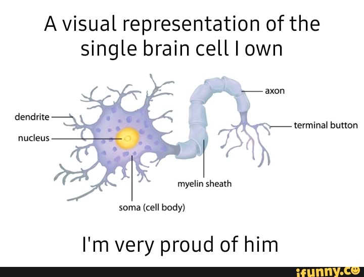 A visual representation of the single brain cell I own axon dendrite ...