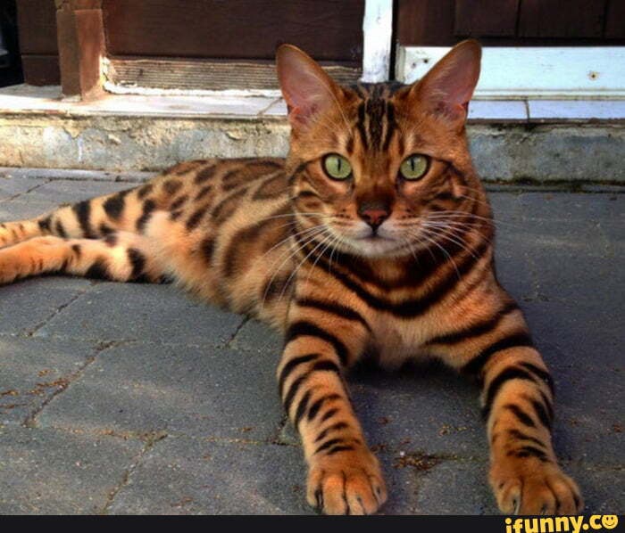 Cashmere_cat memes. Best Collection of funny Cashmere_cat pictures on ...