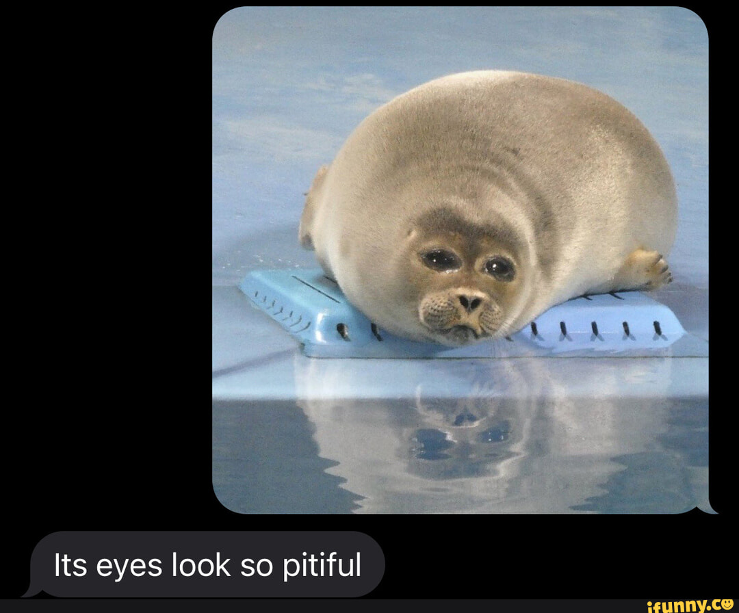 Pitiful memes. Best Collection of funny Pitiful pictures on iFunny