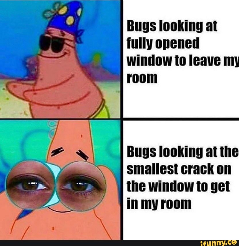 Bugs looking at fully opened window to leave my room Bugs looking at ...