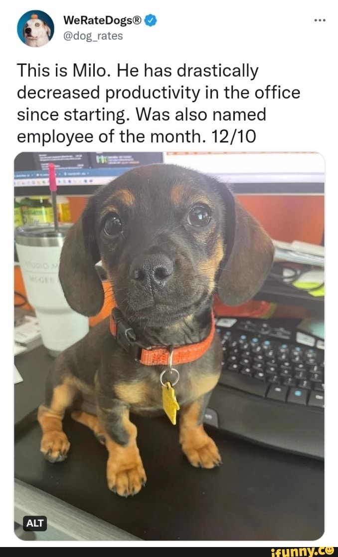 This is Milo. He has drastically decreased productivity in the office ...