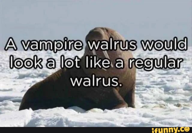Walrus memes. Best Collection of funny Walrus pictures on iFunny