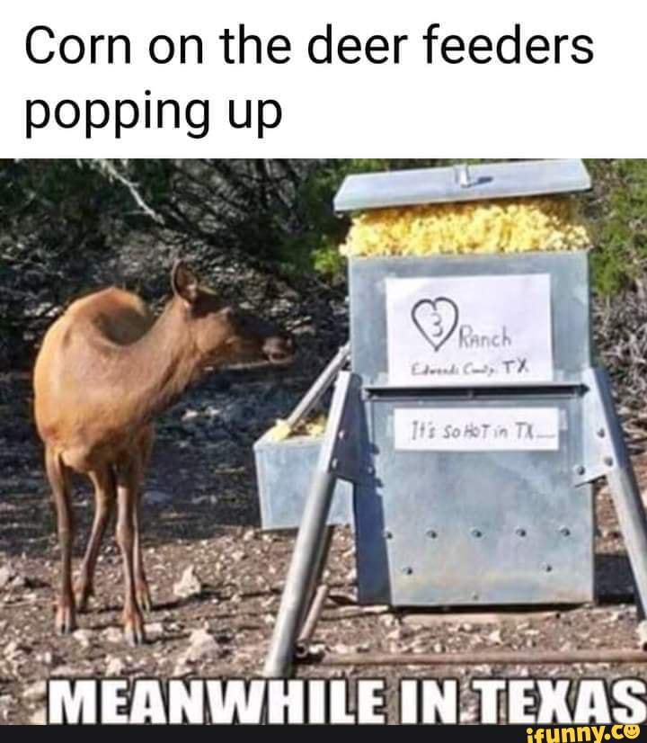 Corn on the deer feeders popping up - iFunny