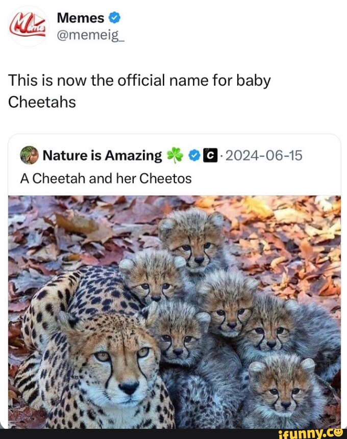 Memes @ SS @memeig_ This is now the official name for baby Cheetahs ...