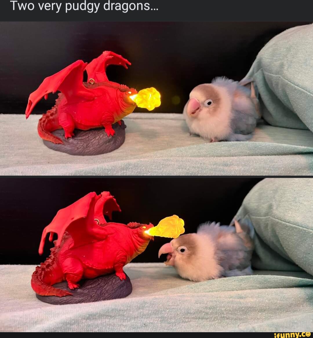 Two very pudgy dragons... - iFunny