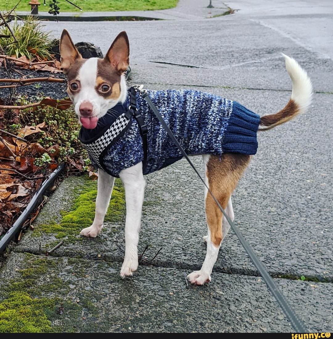 Moops memes. Best Collection of funny Moops pictures on iFunny