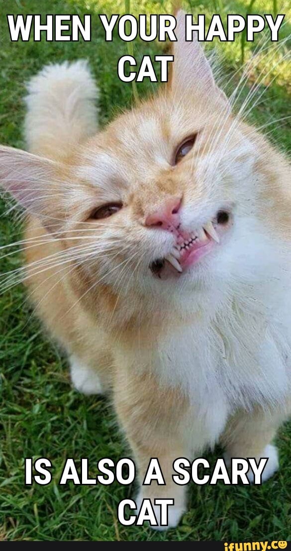 Scary Cat Meme