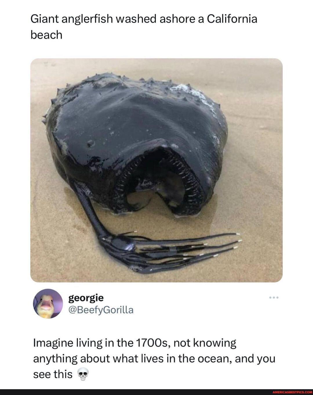 Follow (us) @Male for more content like this! 🤴👀 - Giant anglerfish ...