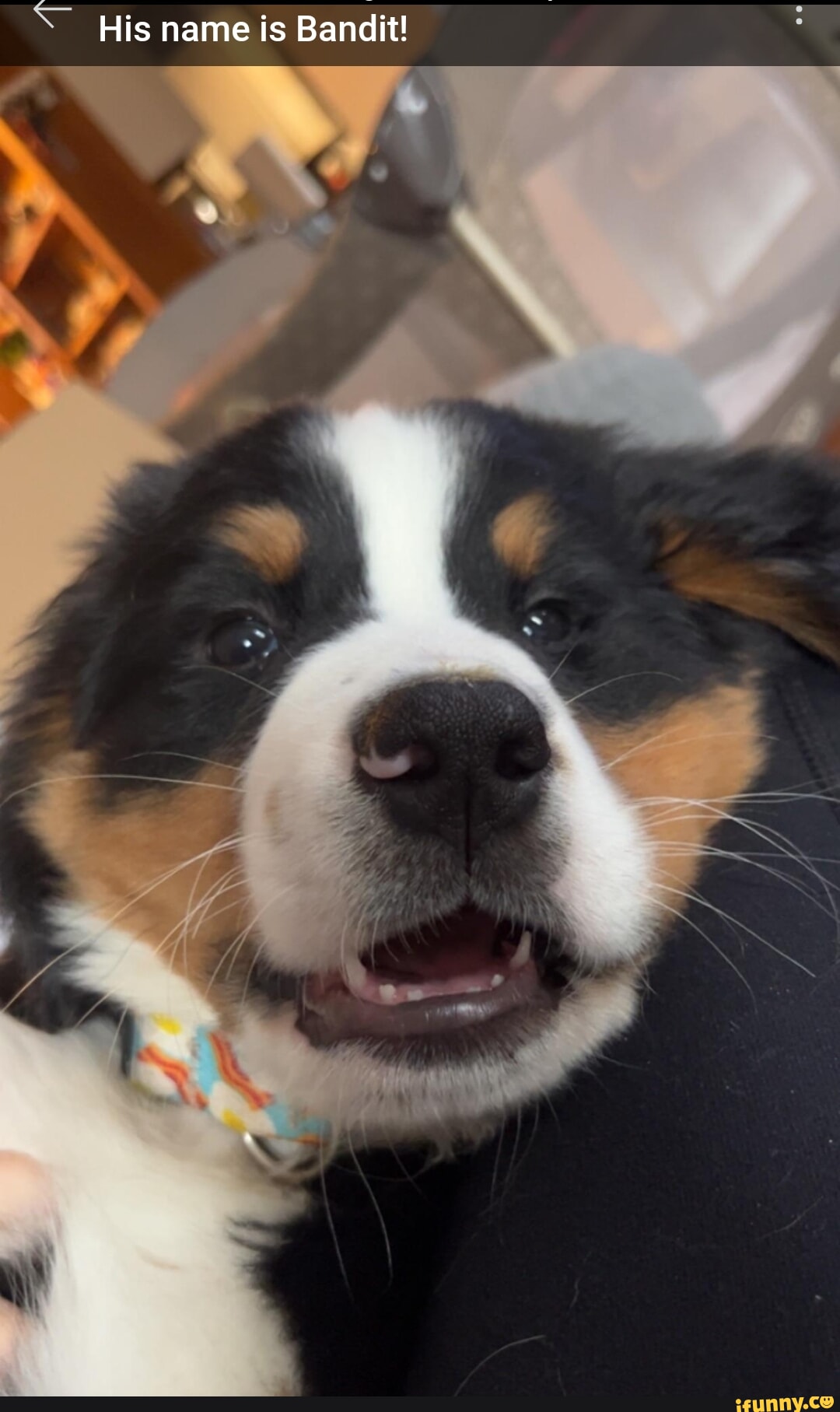 Bandit memes. Best Collection of funny Bandit pictures on iFunny