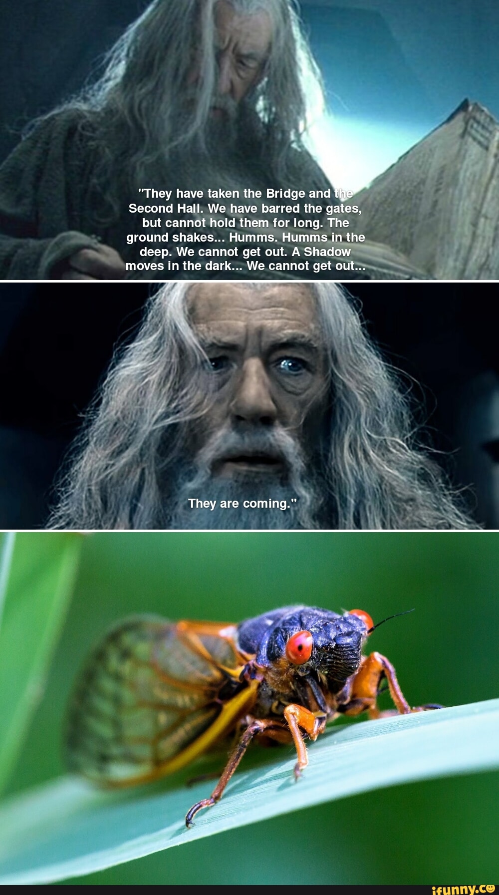 Cicadas memes. Best Collection of funny Cicadas pictures on iFunny