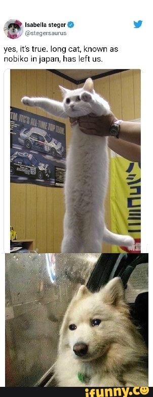 PR Isabella steger @ rus yes, it's true. long cat, known as nobiko in ...