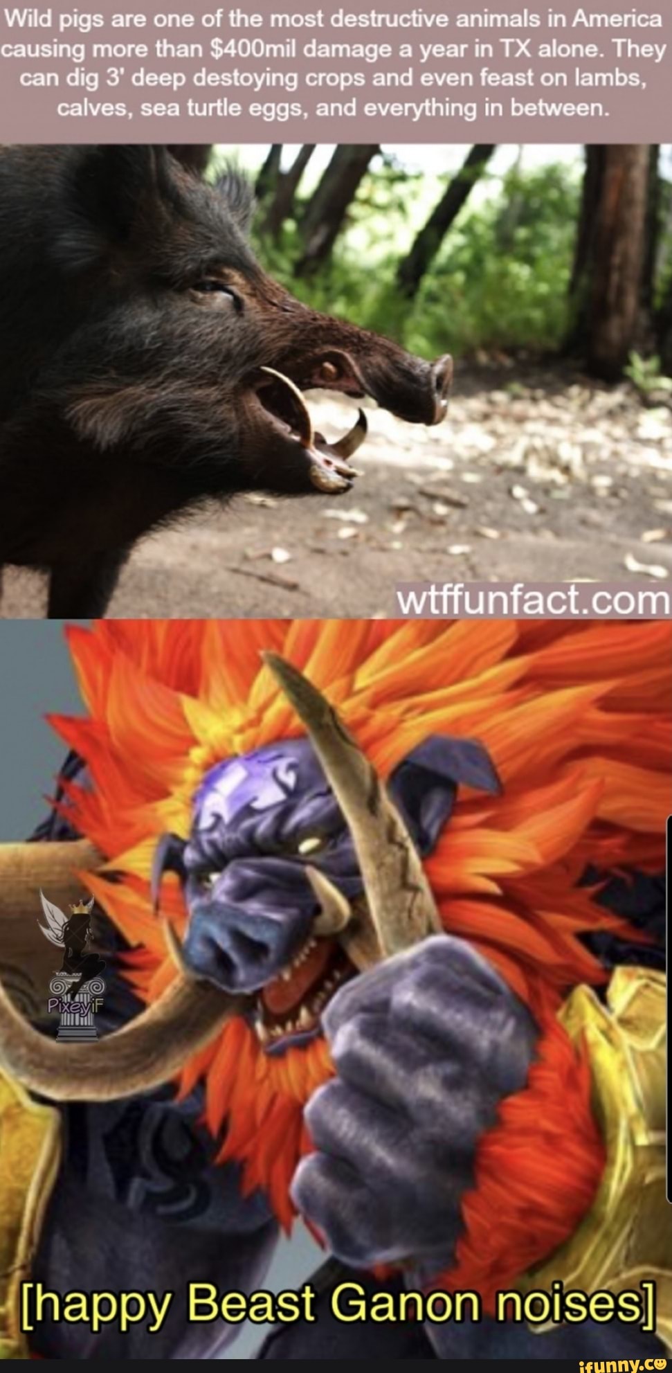 Wild pigs are one of the most destructive animals in America causing ...