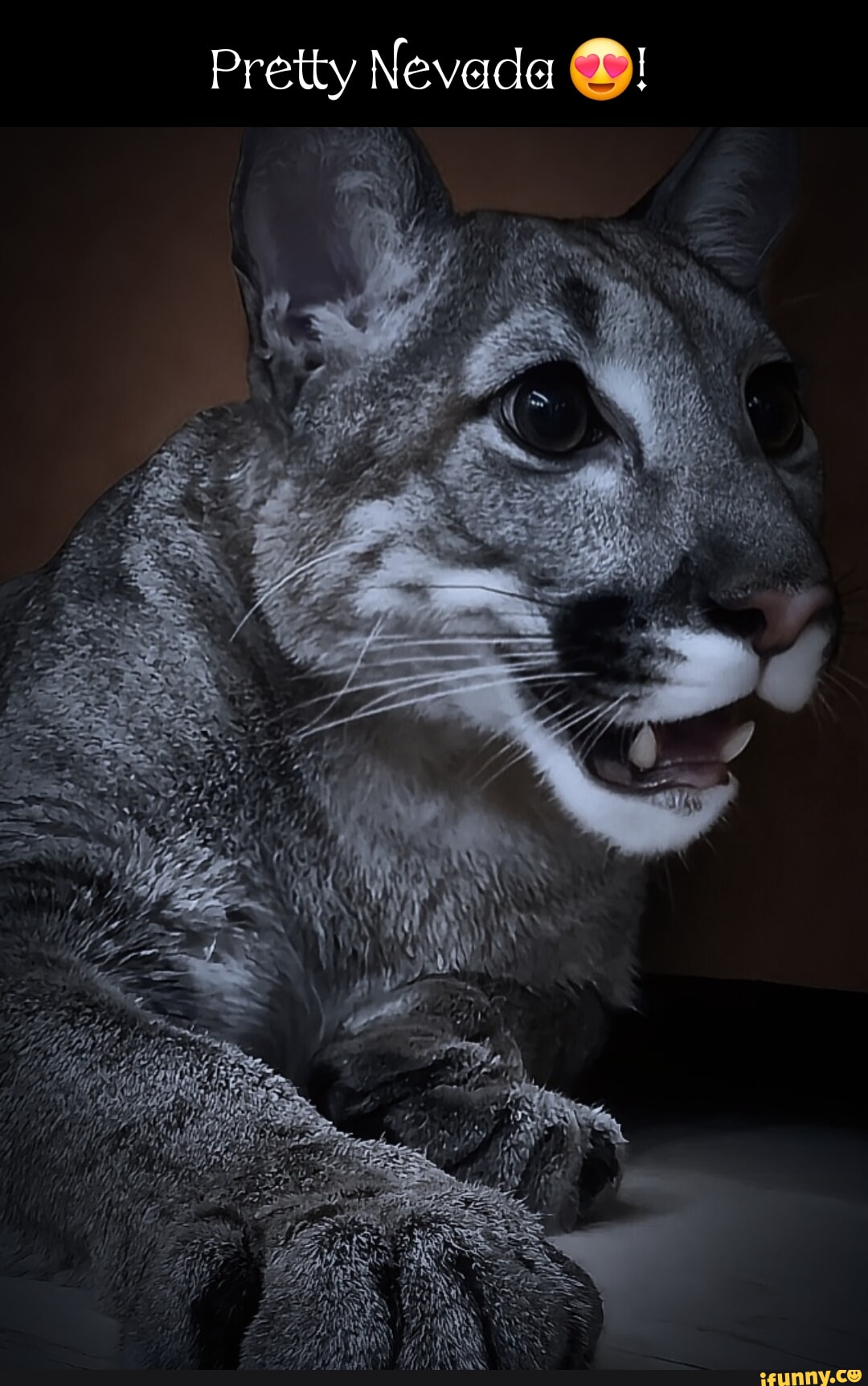 Puma memes. Best Collection of funny Puma pictures on iFunny