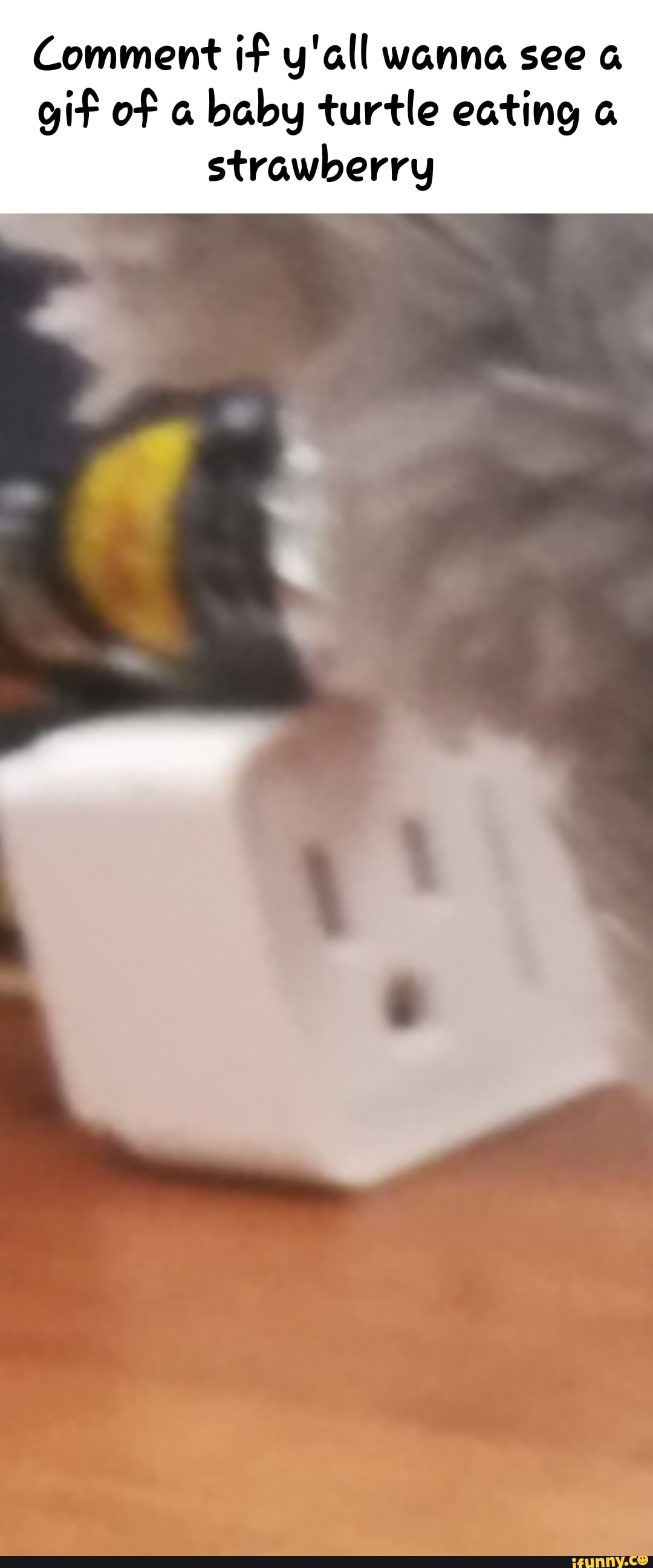 Comment if y'all wanna see a gif of a baby turtle eating strawberry ...