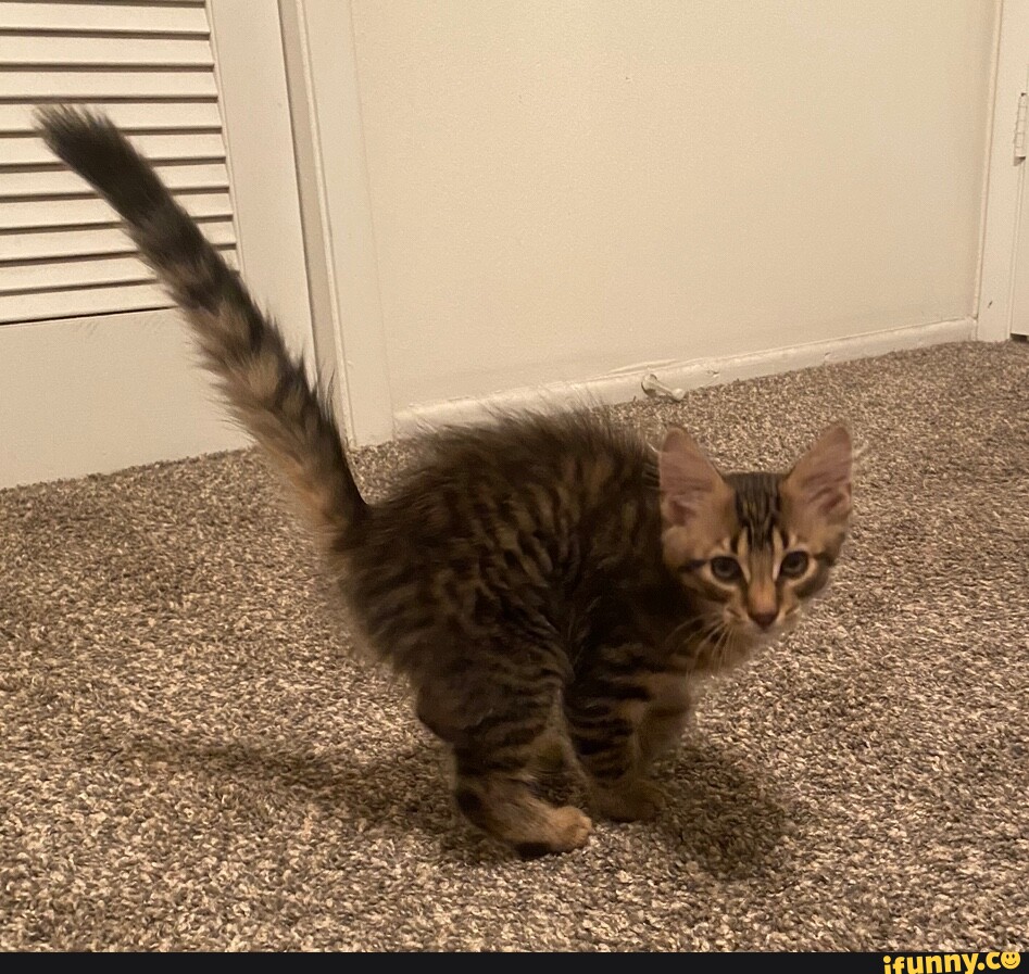 Skrunkly memes. Best Collection of funny Skrunkly pictures on iFunny